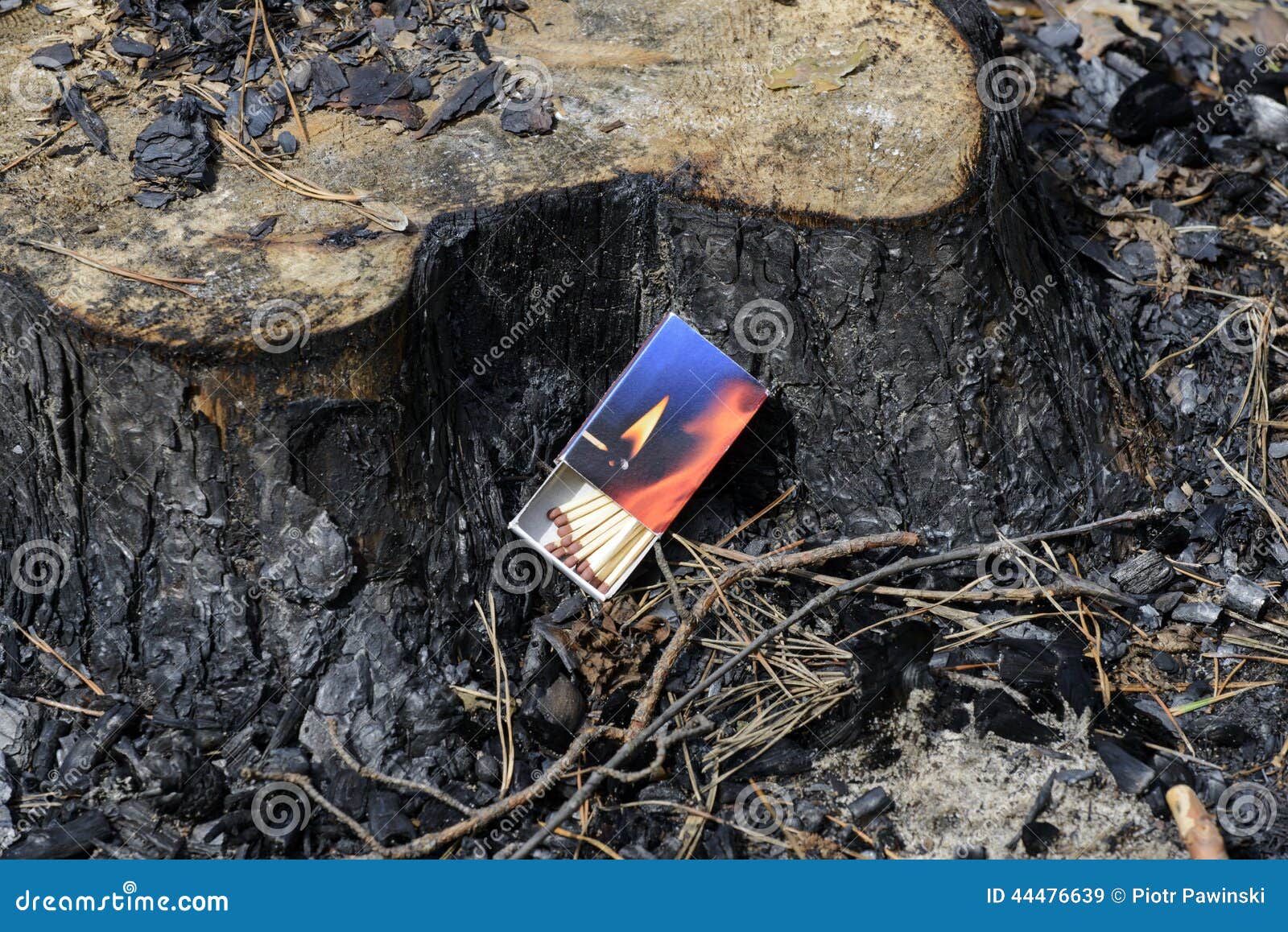 Dead Tree Trunk after Fire. Stock Image - Image of ecology, lumber ...