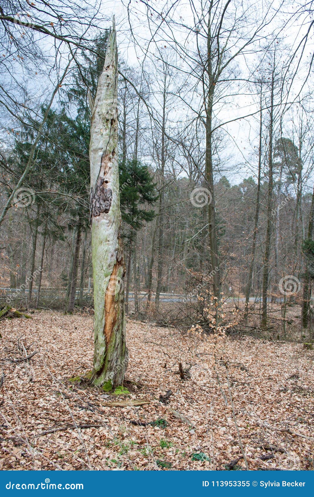 Dead Tree Trunk in the Forest Stock Image - Image of backgound, brown ...