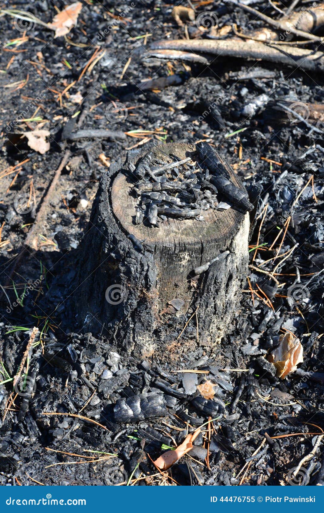Dead tree trunk. stock image. Image of lumber, empty - 44476755