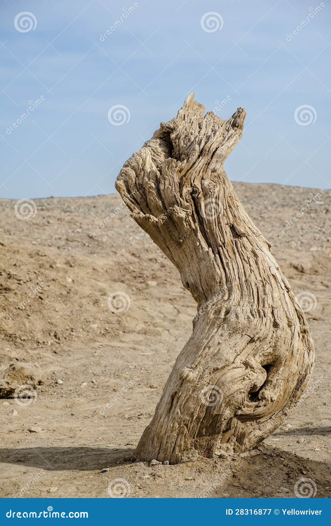 Dead Tree Trunk in the Gobi Desert Stock Image - Image of outdoor ...