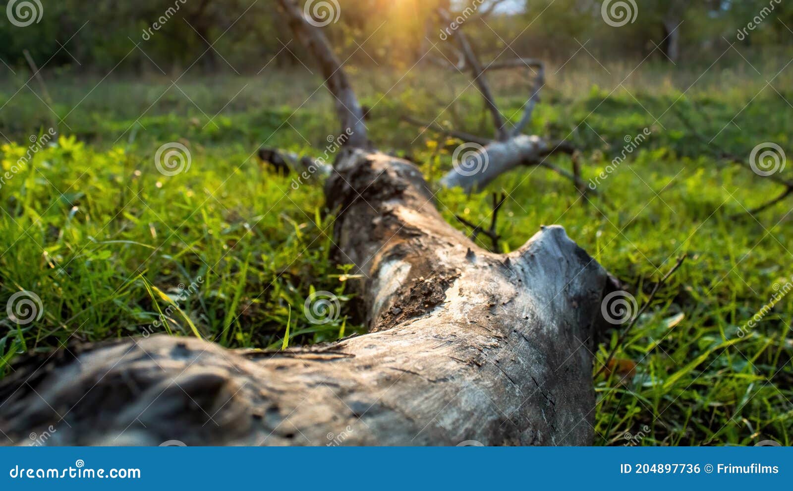 A Dead Tree Trunk on the Ground Stock Photo - Image of pine, fresh ...
