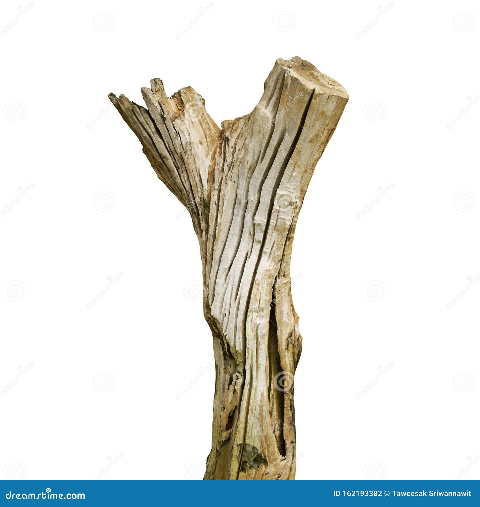Dead Tree Trunk Isolated on White Background Stock Photo - Image of ...