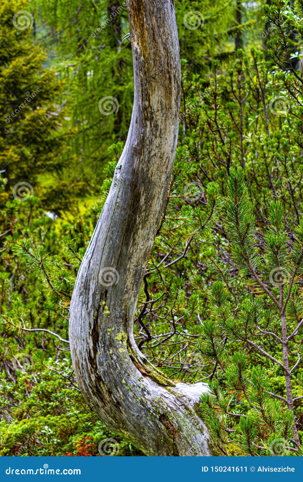 Curved Tree among Lush Pines Stock Image - Image of forest, nature ...