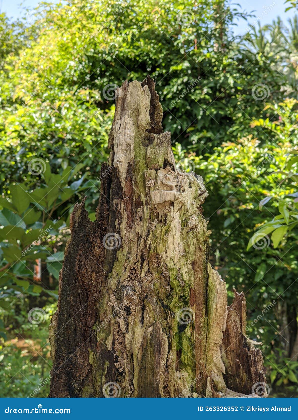 Dead tree trunk texture stock photo. Image of soil, grass - 263326352