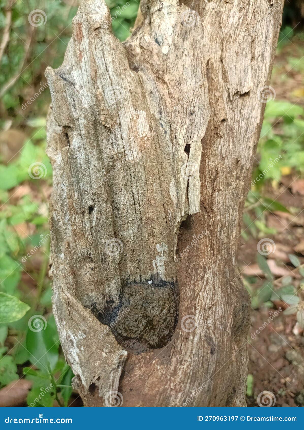 Dead tree trunk texture stock image. Image of leaf, soil - 270963197