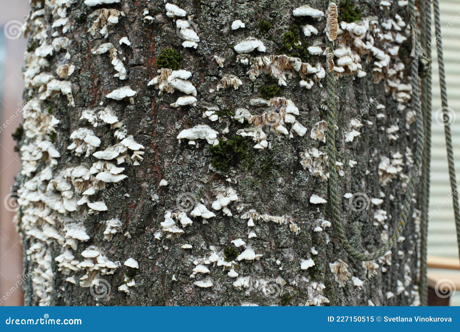 Dead Tree Trunk Texture. the Texture of the Old Board is Stained and ...