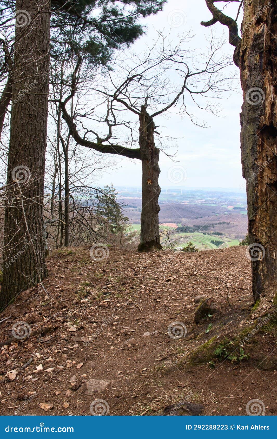 Dead Tree Trunk on a Walking Path in the Woods on a Mountain in Germany ...