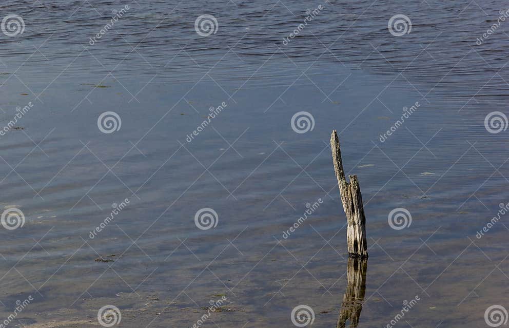 Dead Tree Trunk in the Water Stock Photo - Image of single, lake: 136412628