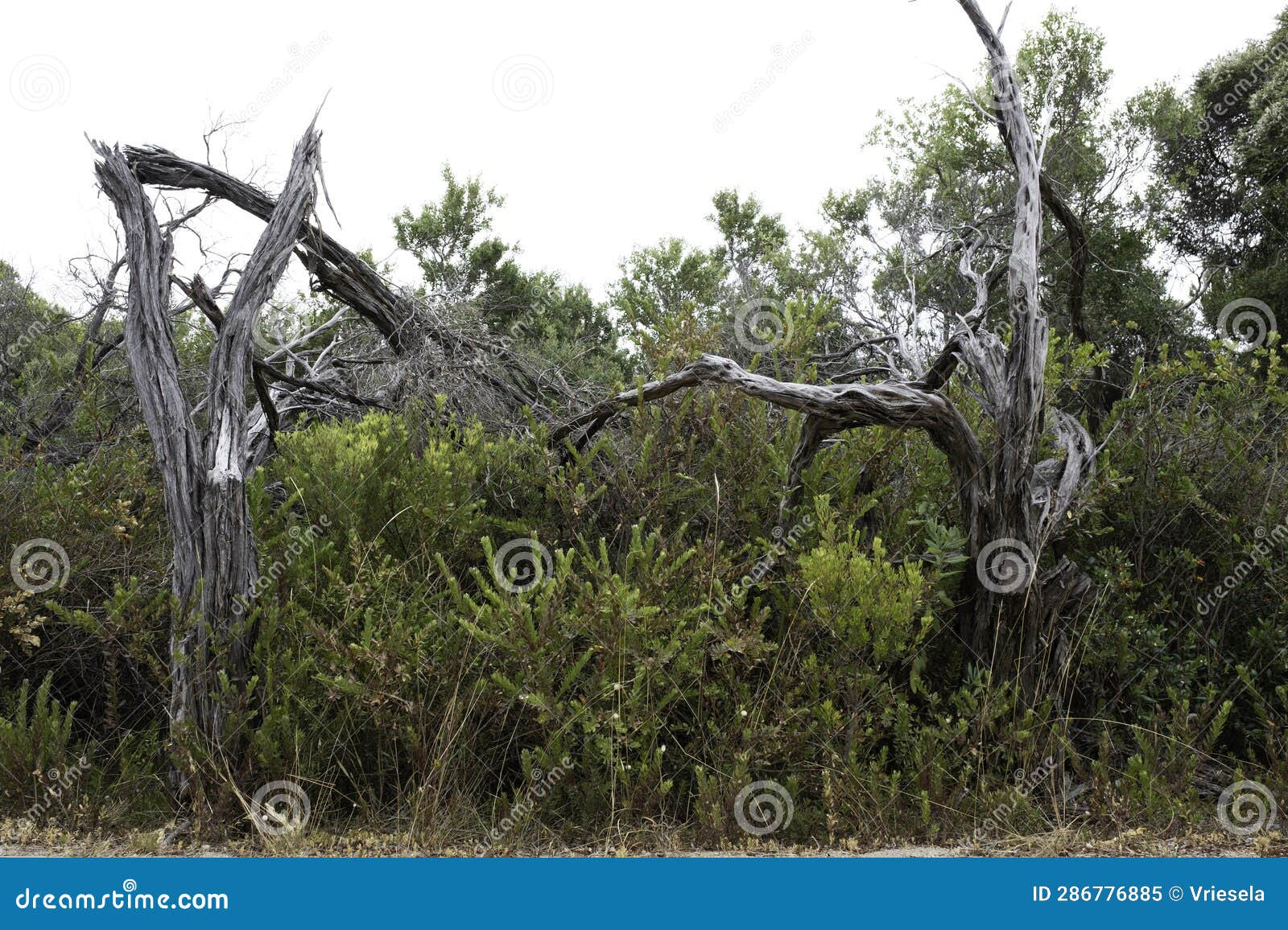 Dead Tree Trunks and Branches among Regrowth after Bushfires Stock ...