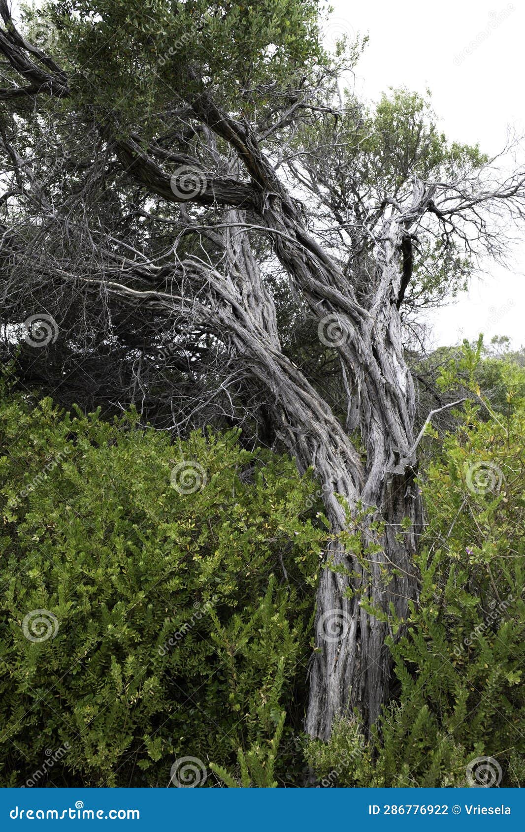 Dead Tree Trunks and Branches among Regrowth after Bushfires Stock ...