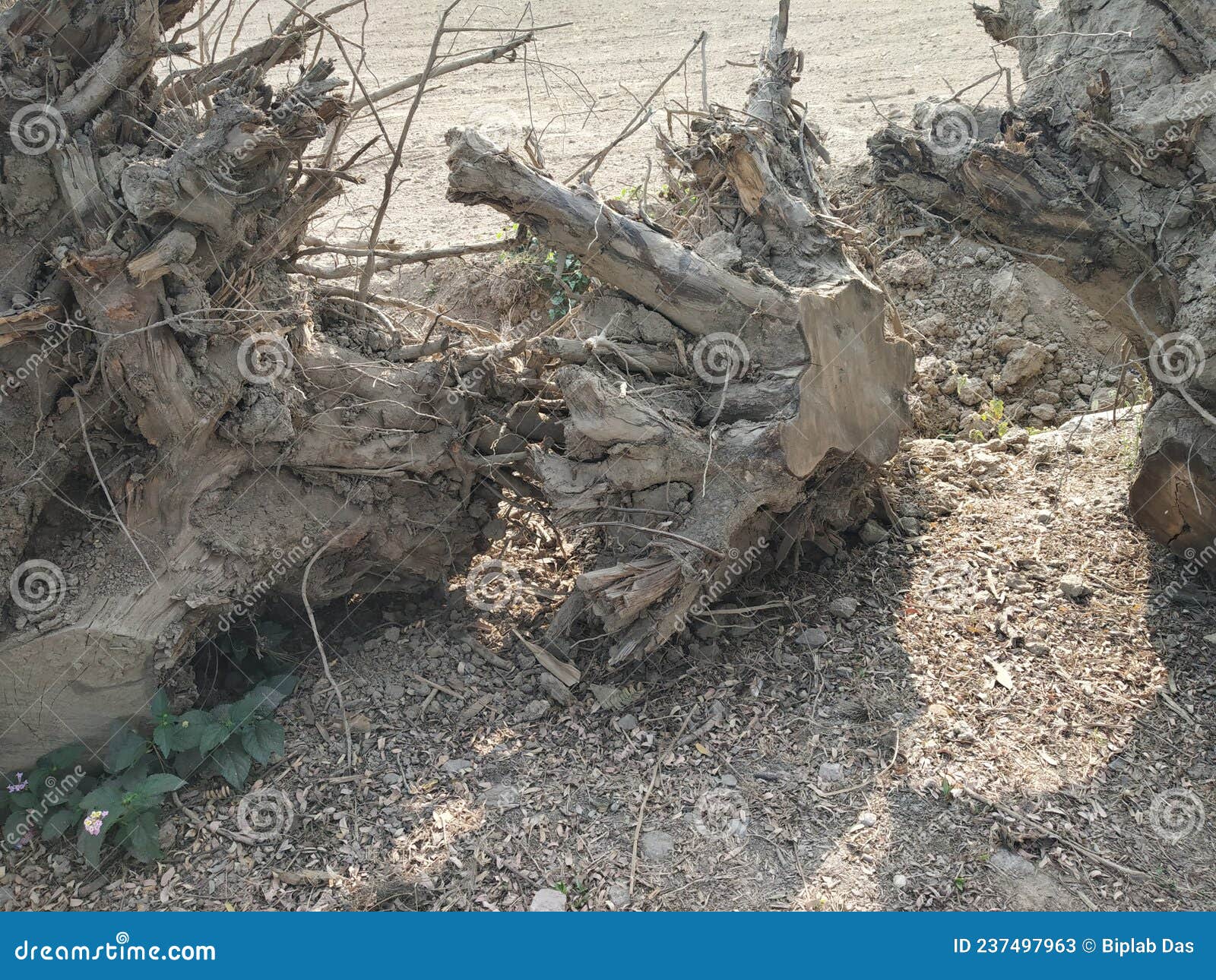 Dead Tree Trunks and Roots at a Roadside Stock Image - Image of branch ...