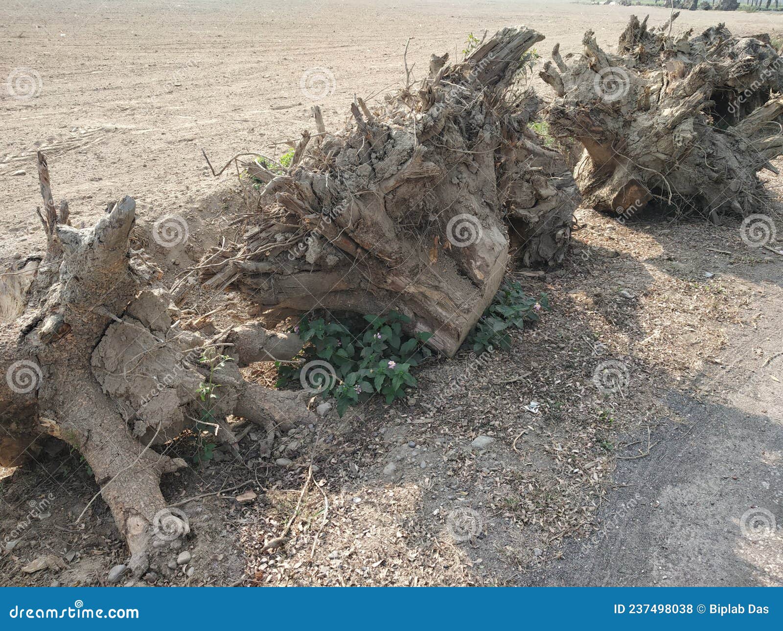 Dead Tree Trunks and Roots at a Roadside Stock Photo - Image of wood ...