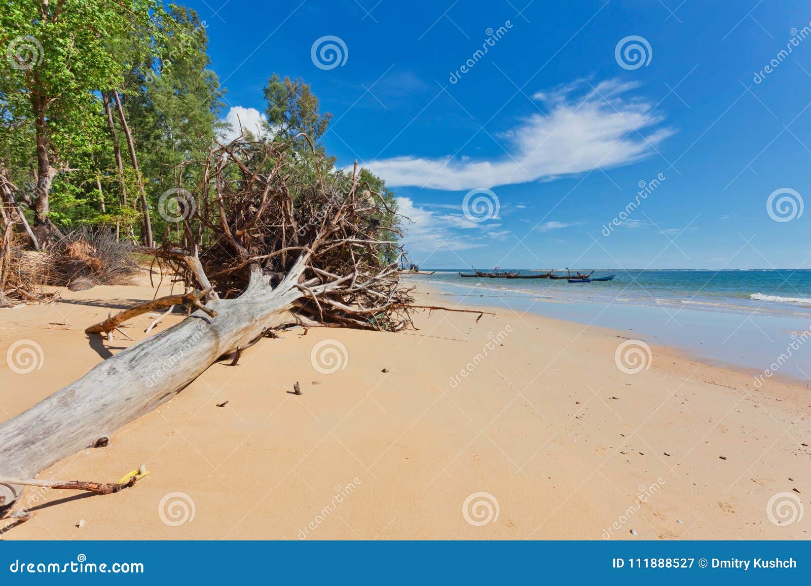 Tree trunks on beach stock image. Image of island, palm - 111888527