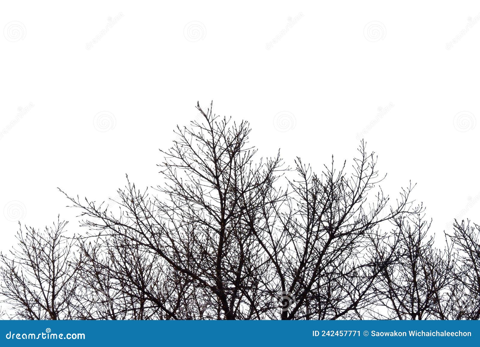A Dead Tree with Twigs in the Forest on White Isolated Background Stock ...