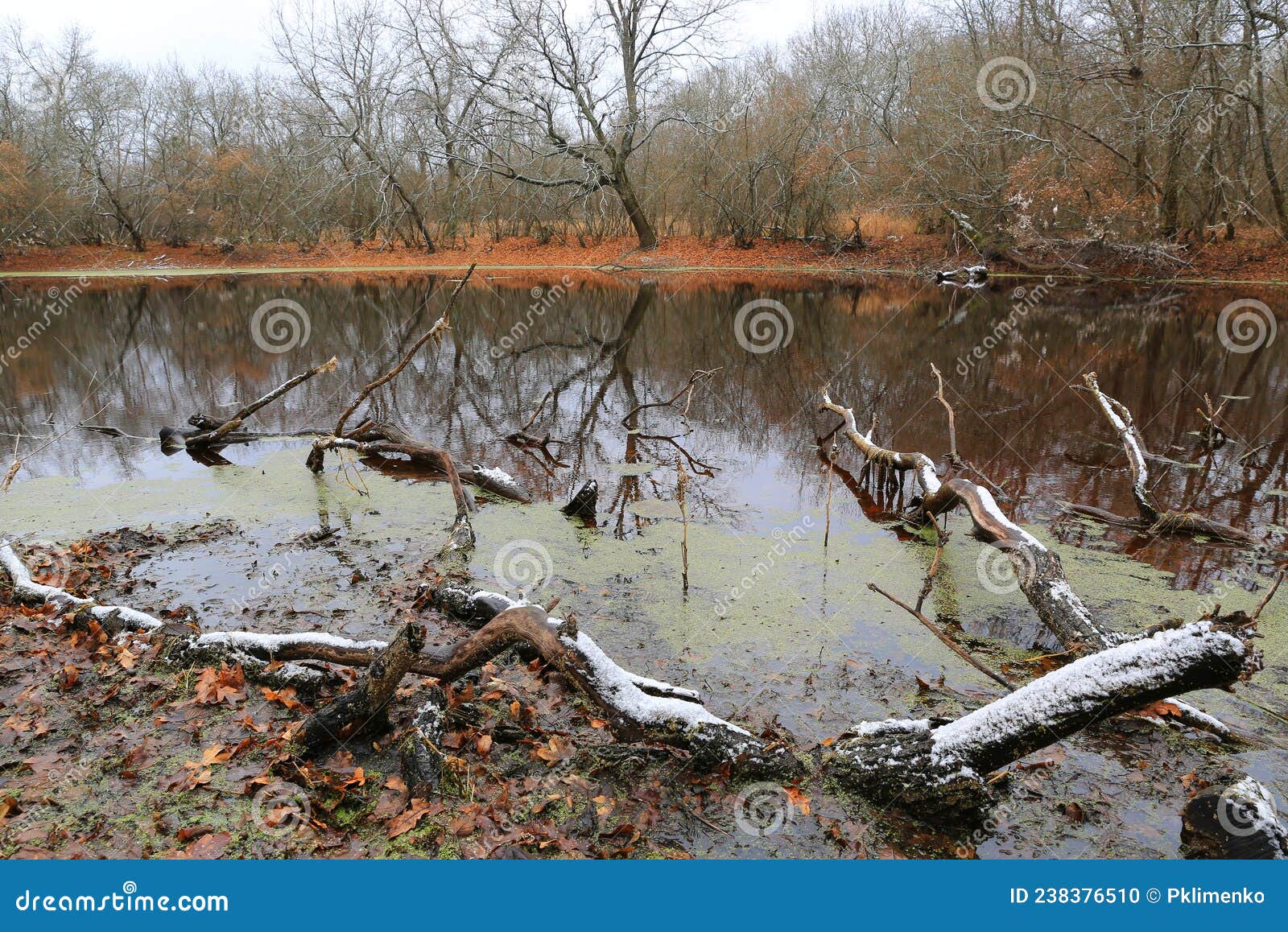 Dead tree twigs in swamp stock photo. Image of dead - 238376510
