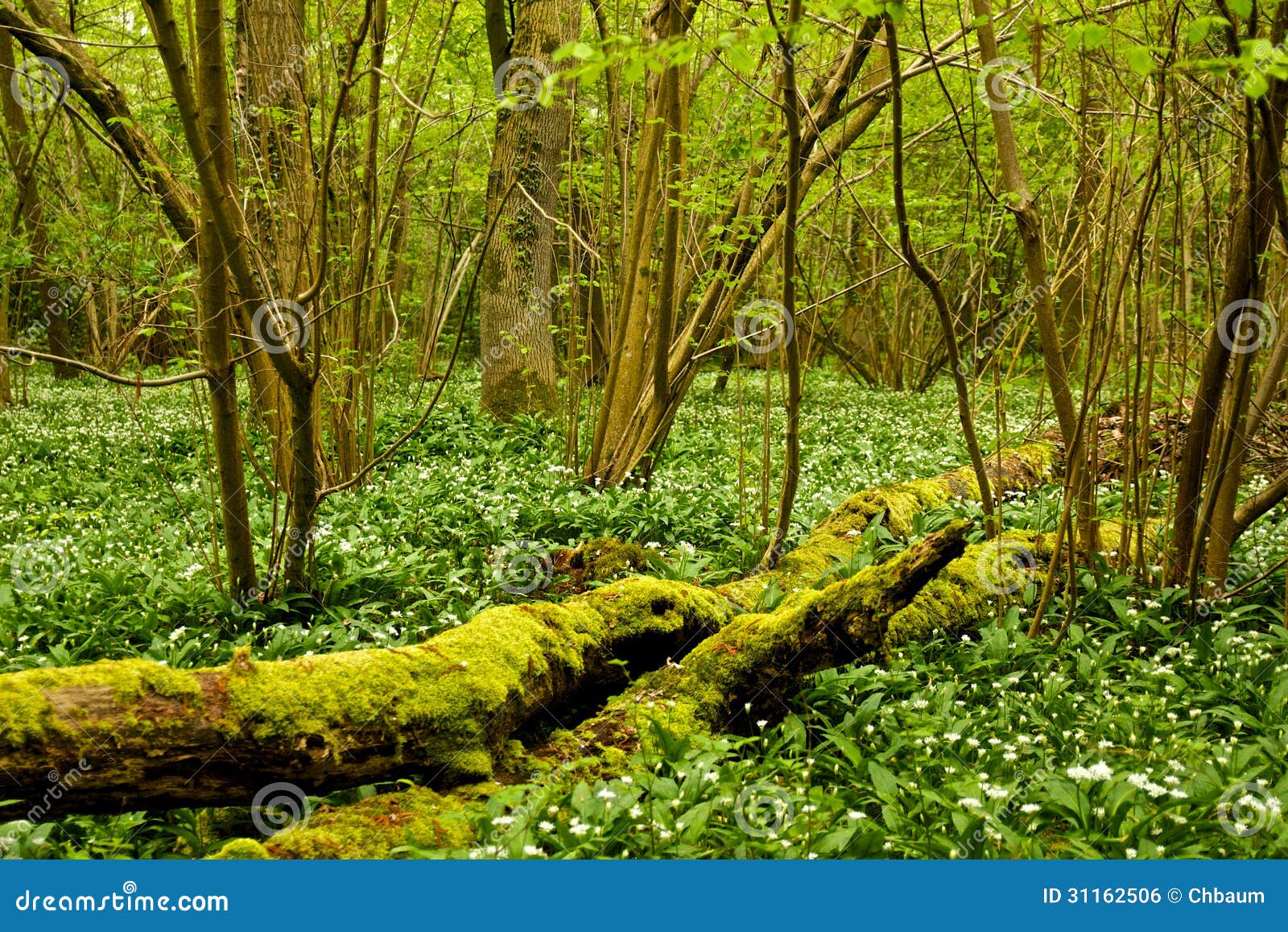 Dead Tree in the Undergrowth Stock Photo - Image of branches, moor ...