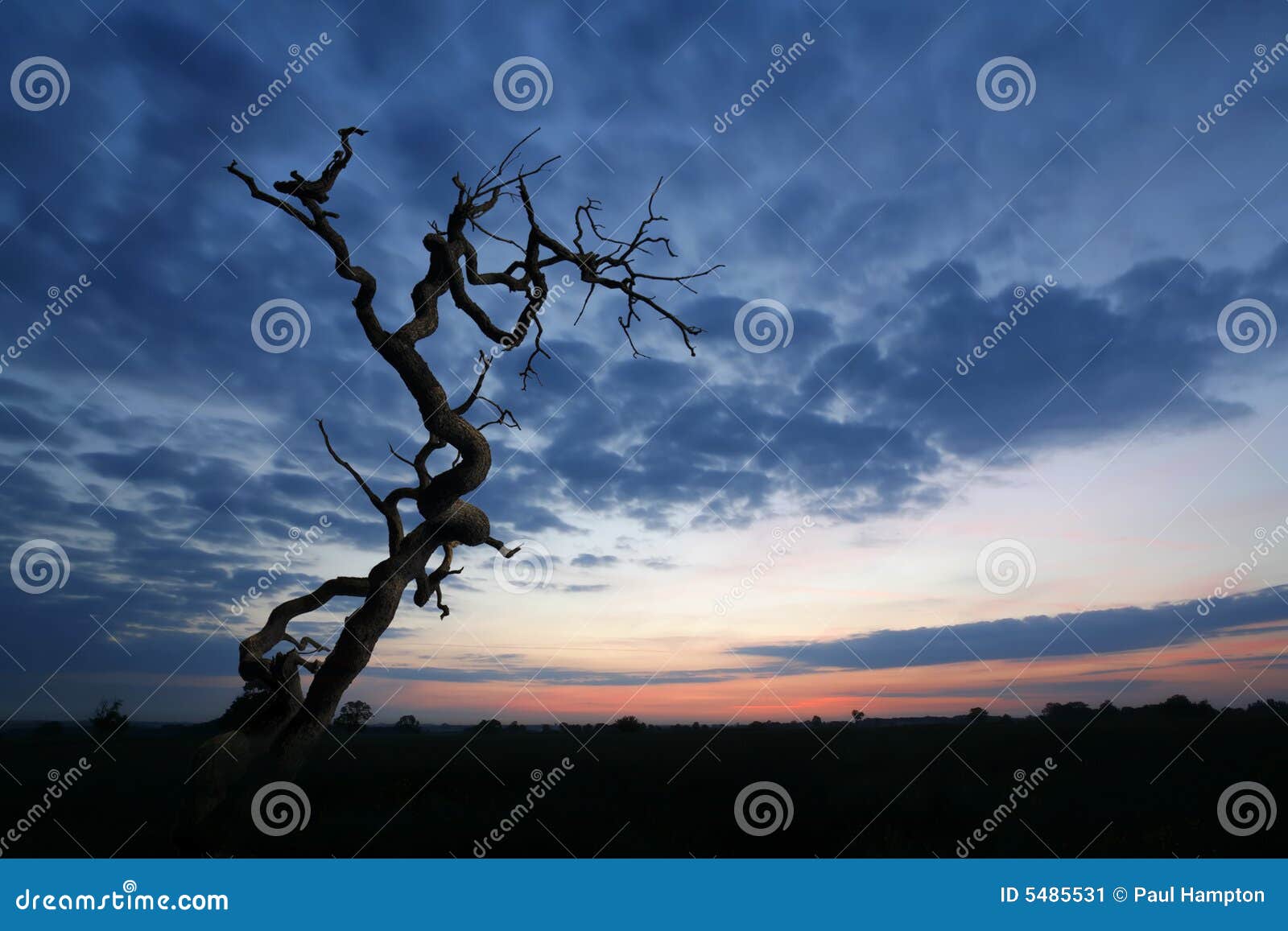 Dead Tree View stock image. Image of panorama, illustrated - 5485531