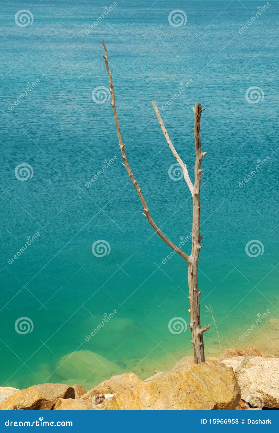 Dead tree in water stock photo. Image of blue, lake, decline - 15966958
