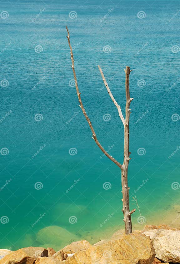 Dead tree in water stock photo. Image of blue, lake, decline - 15966958