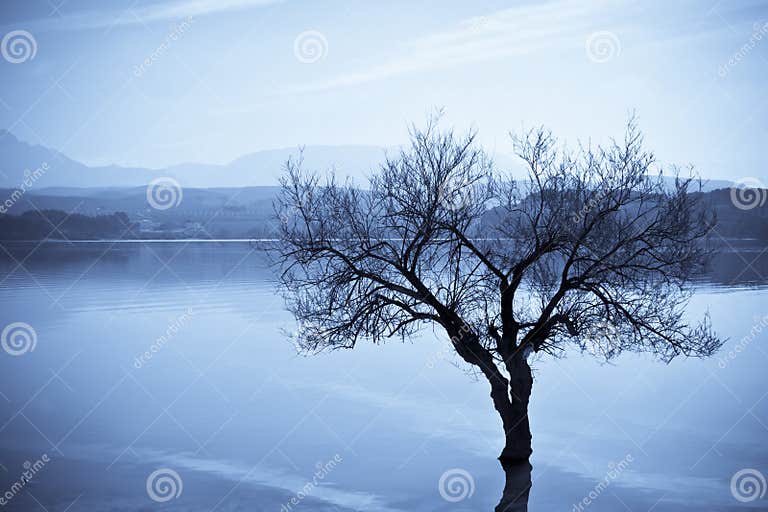 Dead tree on water stock photo. Image of environment, lake - 4670152