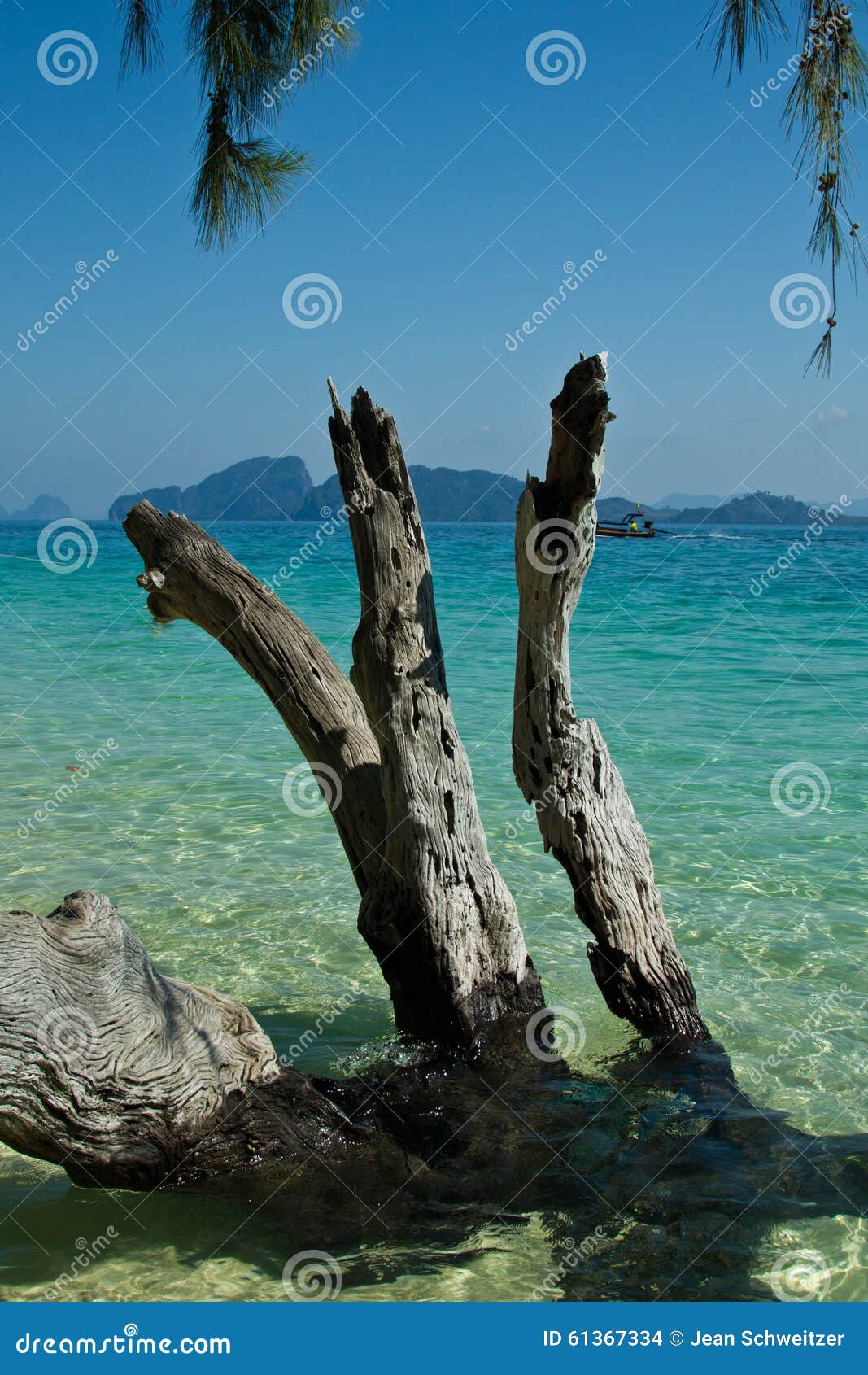 Dead Tree in Water the Beach Thailand Stock Photo - Image of nature ...