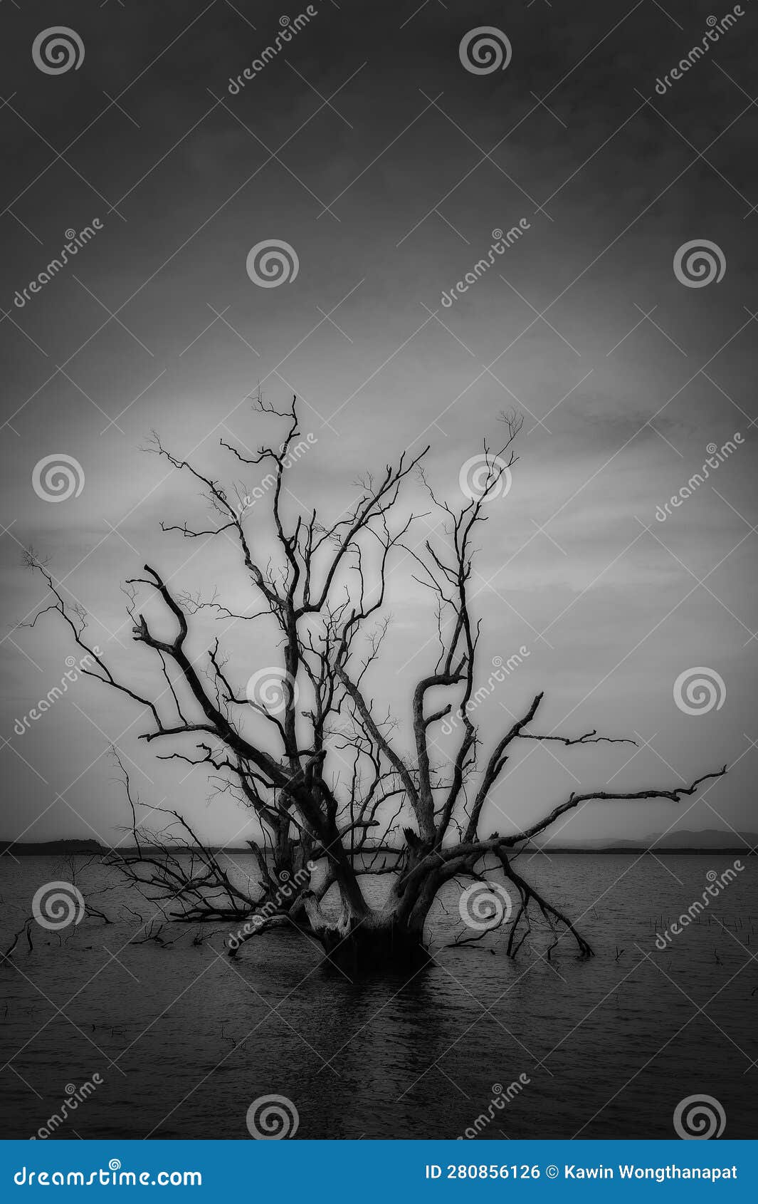 Dead tree in the water stock photo. Image of tone, light - 280856126