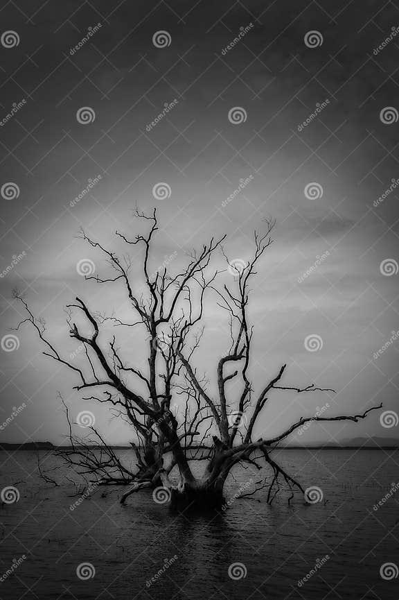 Dead tree in the water stock photo. Image of tone, light - 280856126