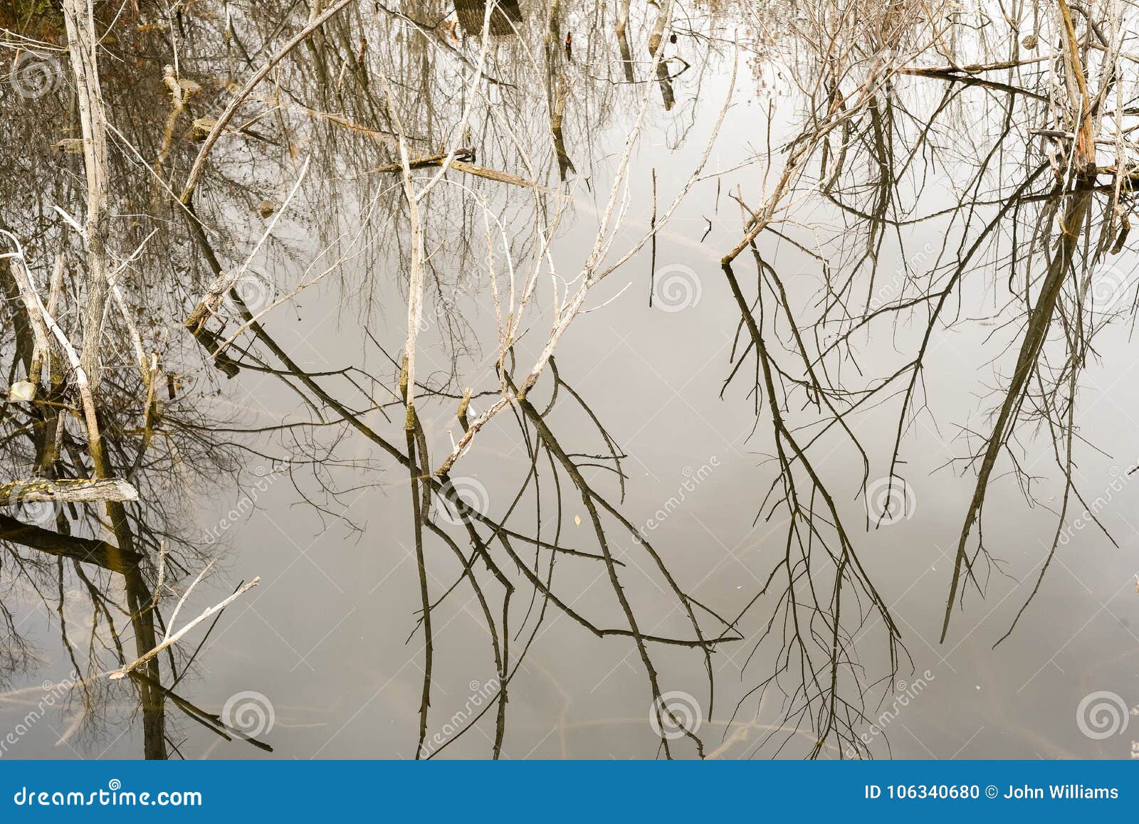 Dead Tree Water Pond Reflection Stock Photo - Image of lake, landscape ...