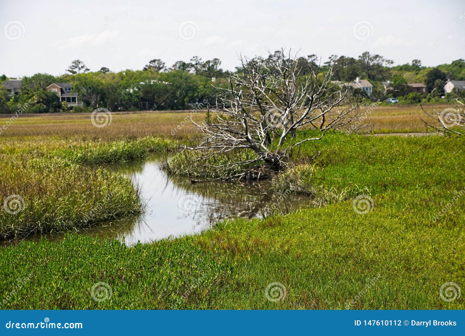Dead Tree in Wetland Marsh stock photo. Image of everglades - 147610112