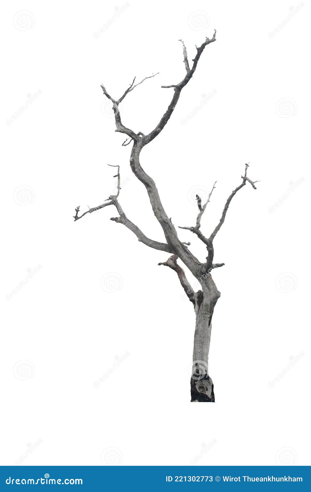 Dead Tree on the White Background Stock Image - Image of isolated, bare ...