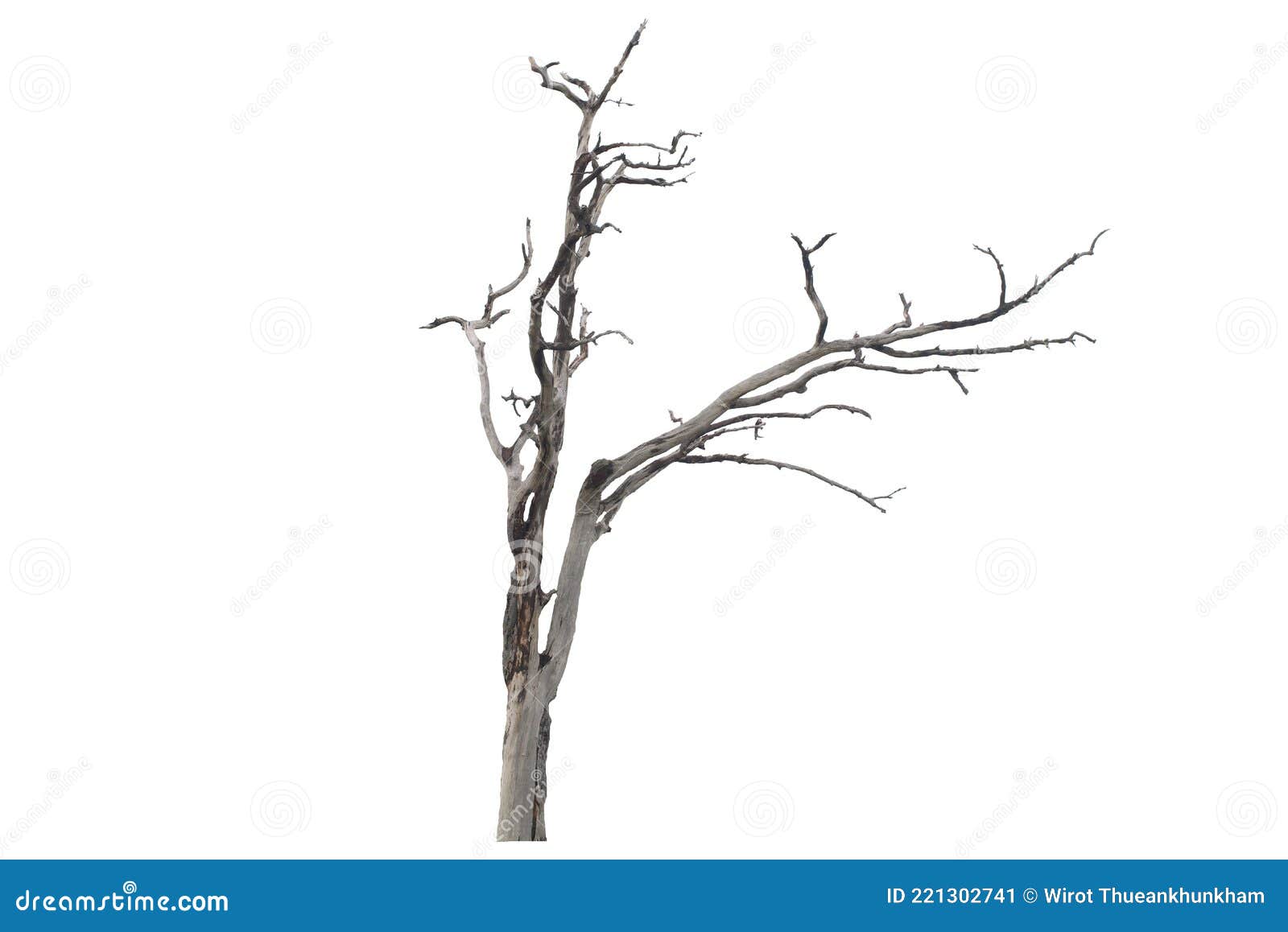 Dead Tree on the White Background Stock Image - Image of alone, ecology ...