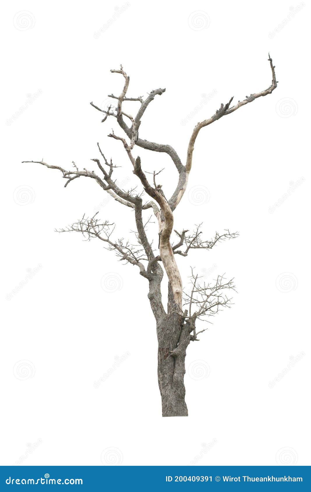Dead Tree in the White Background Stock Image - Image of pattern ...