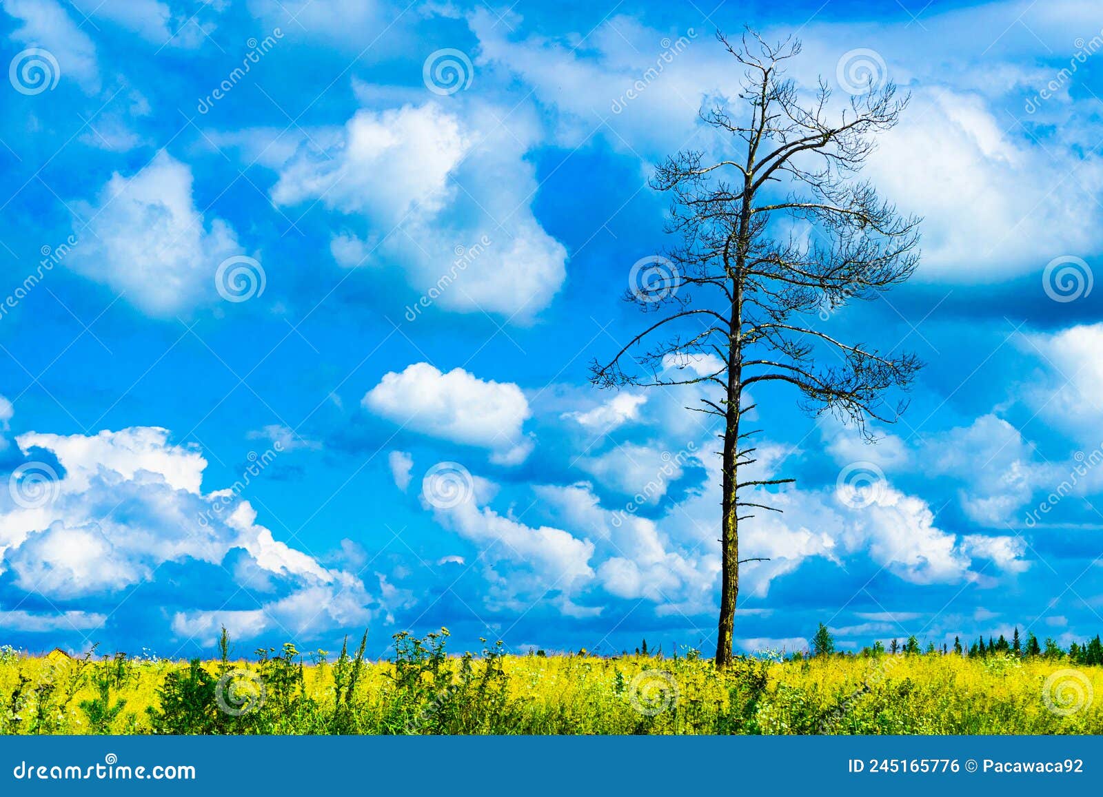 Dead Tree on a Wide Field with Dramatic Sky Stock Photo - Image of ...