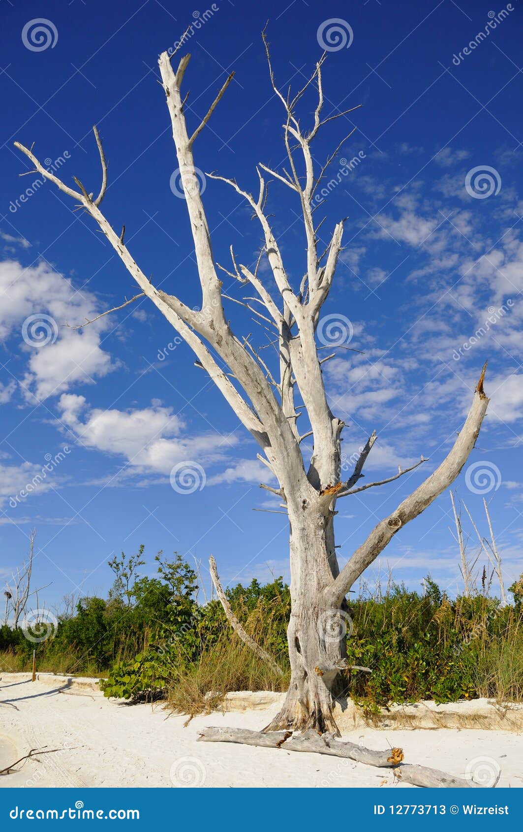 Dead Tree on Wild Beach stock image. Image of gulf, dead - 12773713