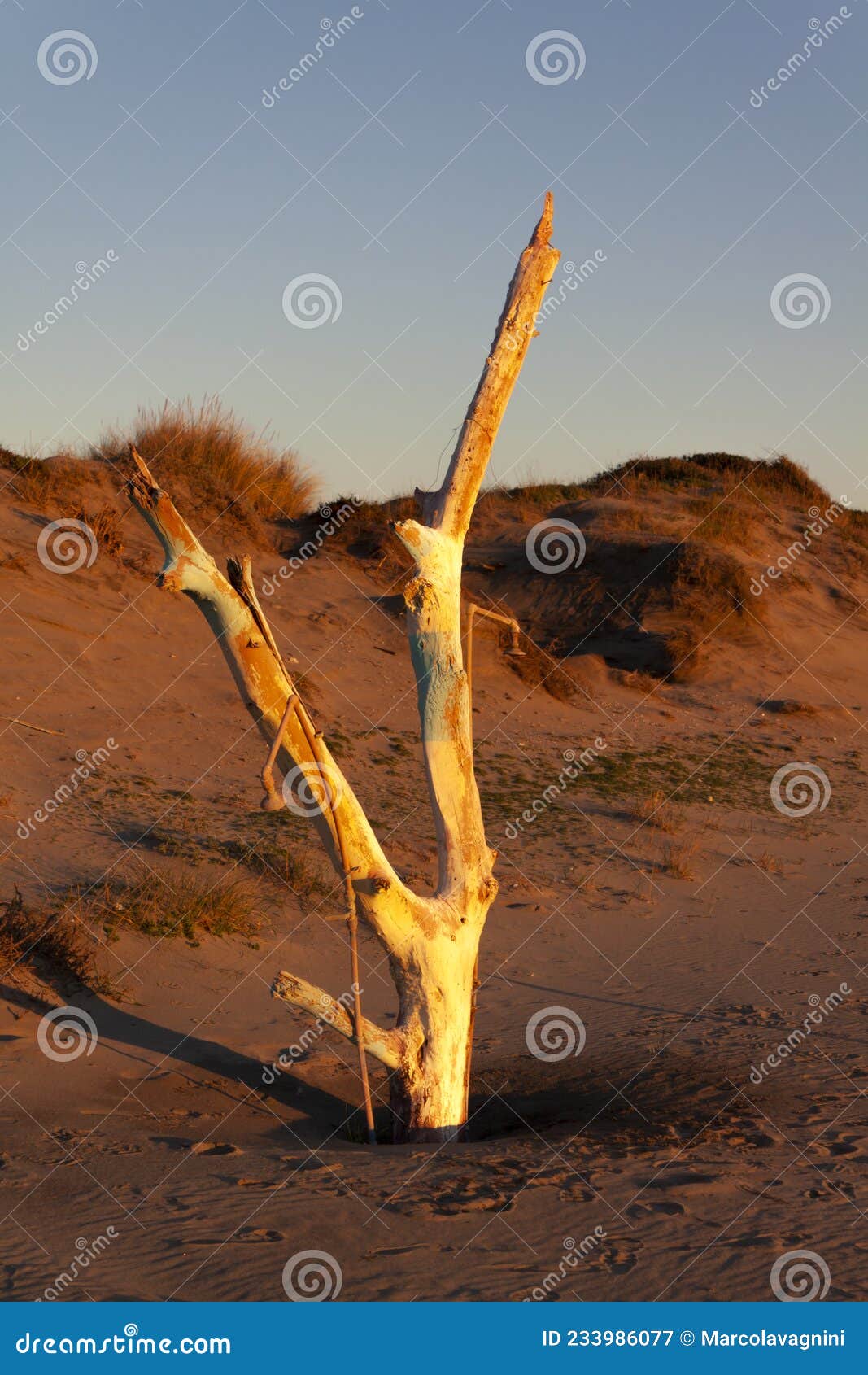 Dead Tree in a Winter Beach Stock Image - Image of scenery, grass ...