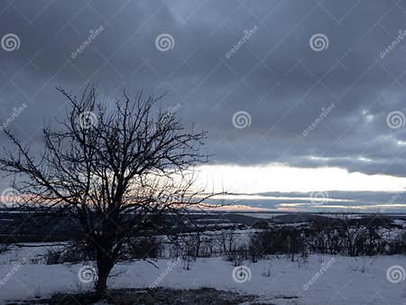 Dead Tree in Winter and Dramatic Sky Stock Photo - Image of snow ...