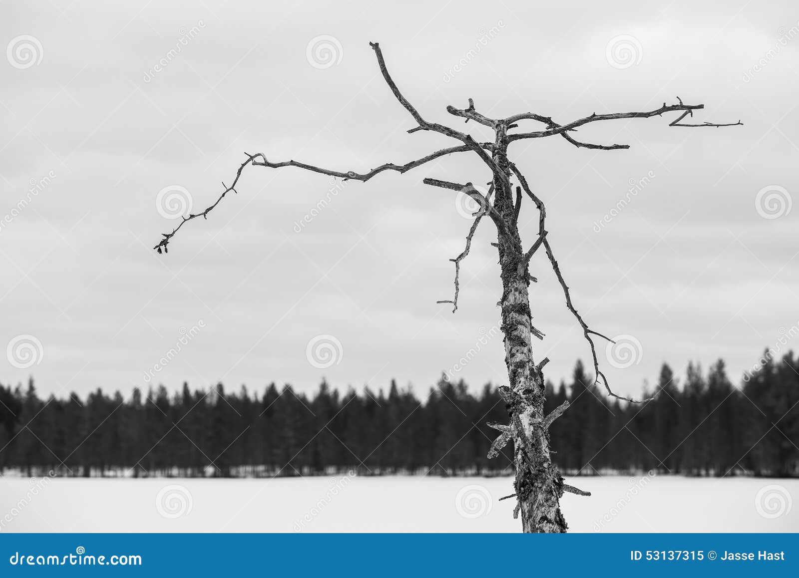 Dead tree stock image. Image of snow, grayscale, lonely - 53137315