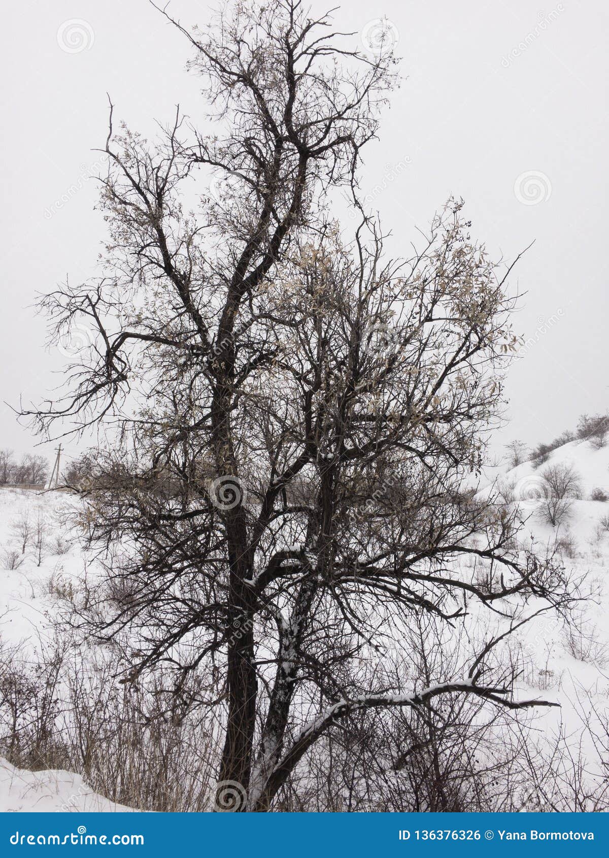 Dead tree in winter time. stock photo. Image of blue - 136376326