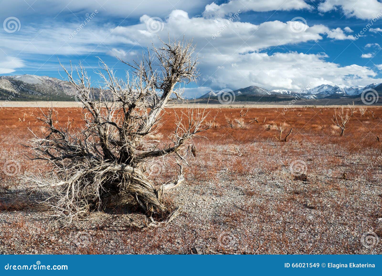 Dead Tree on Withered Field with Background of Sierra Nevada Mou Stock ...