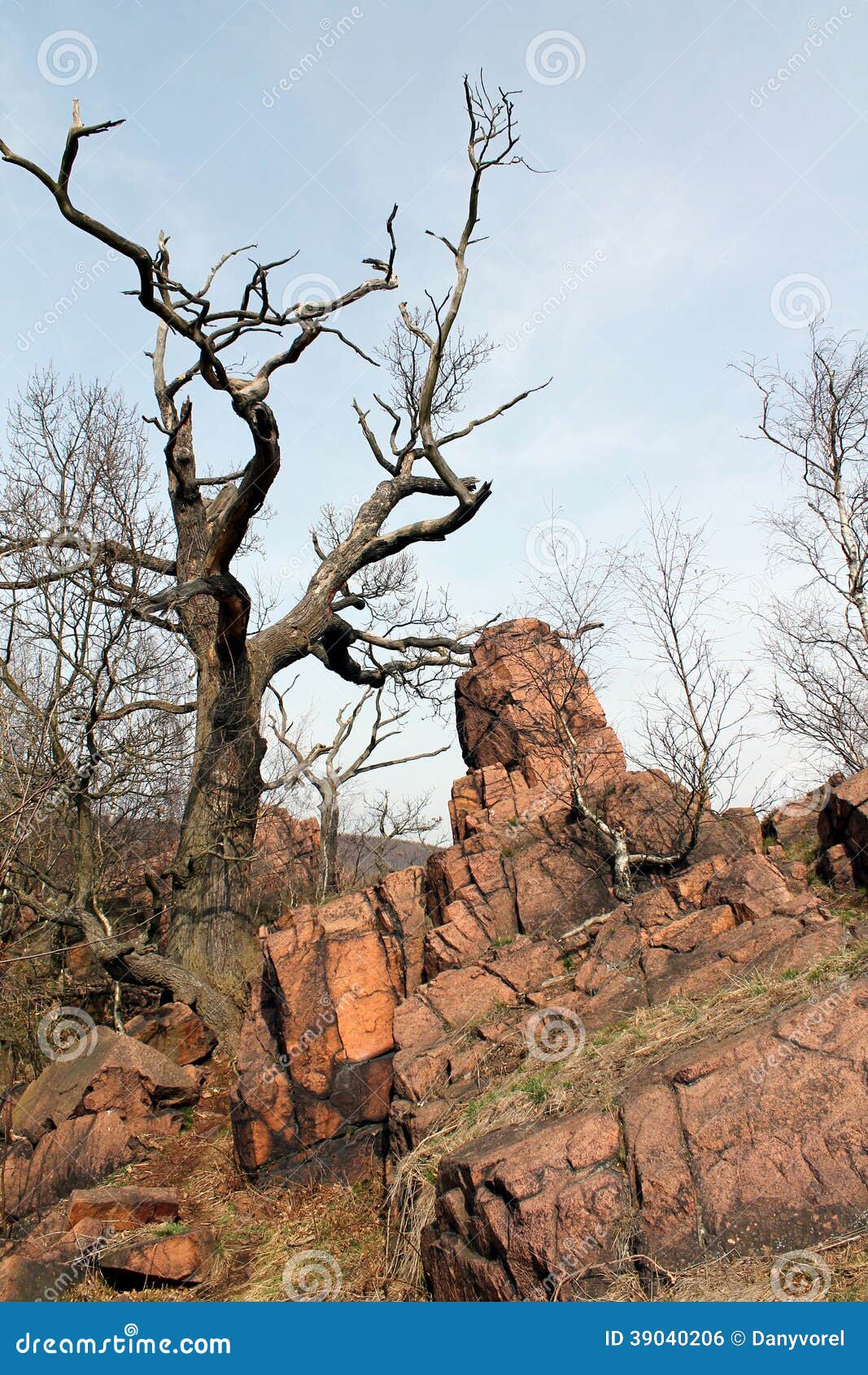Dead tree stock photo. Image of tree, spring, hill, dead - 39040206
