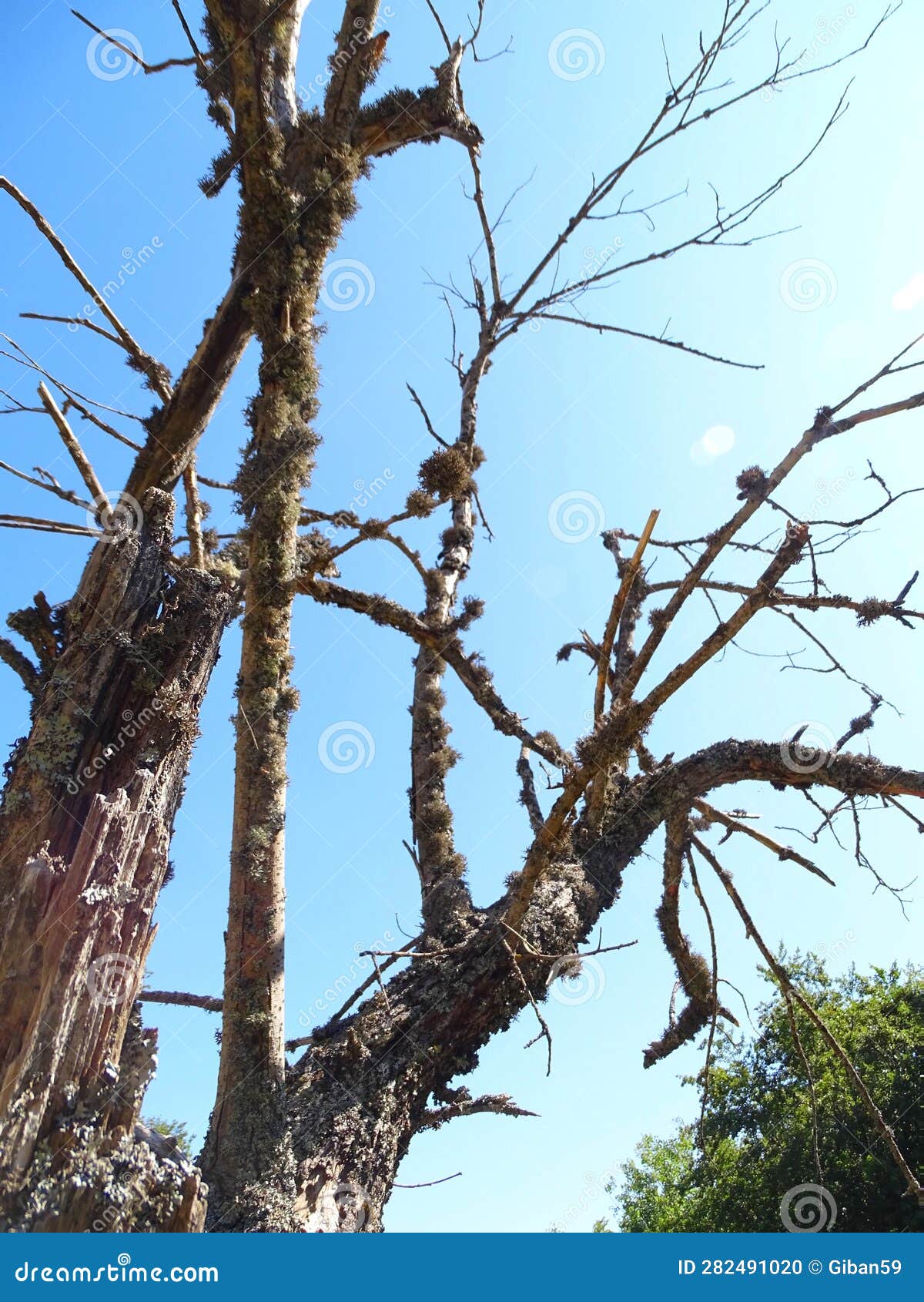 Dead Tree Withered by the Sun Stock Photo - Image of withered, nature ...
