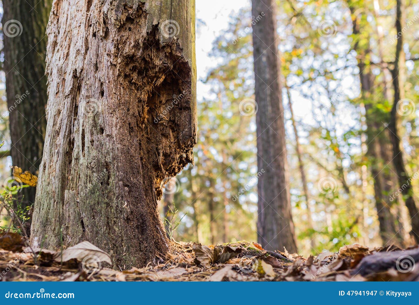 Dead tree in wood stock image. Image of attacked, tree - 47941947