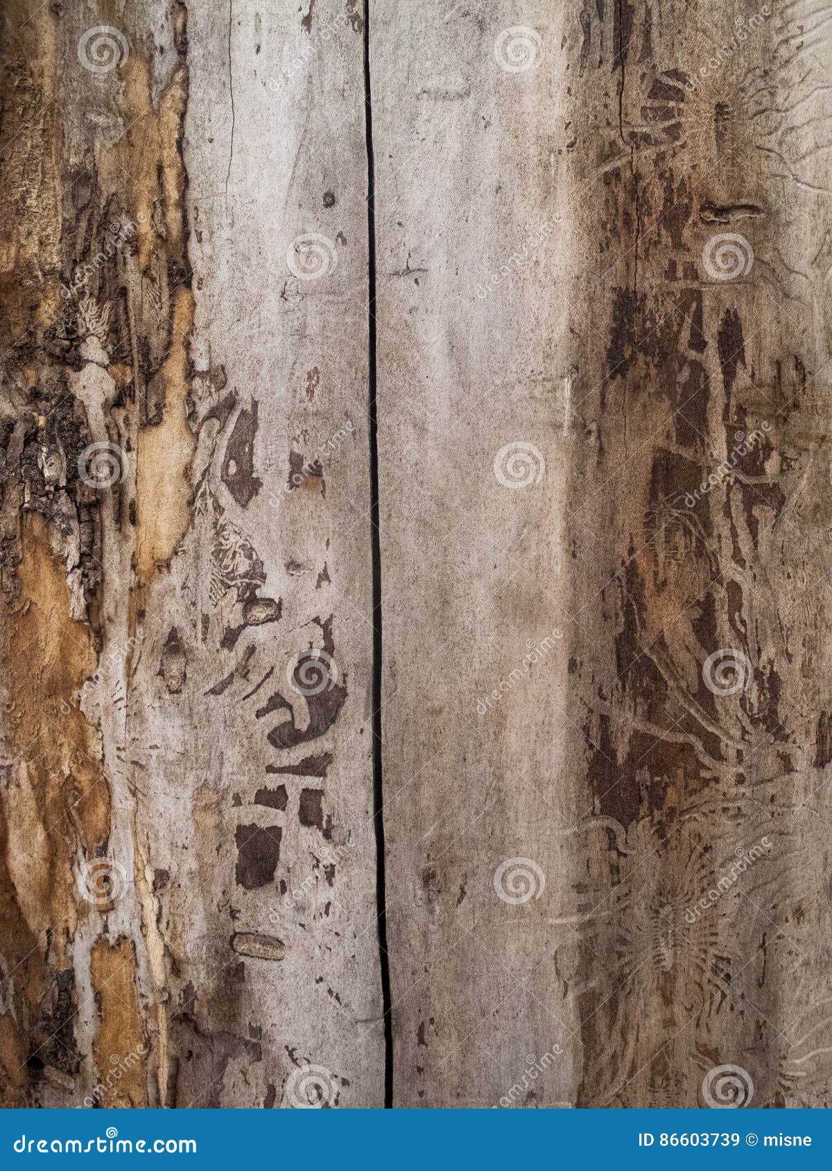 Dead tree wood texture stock image. Image of dead, logs - 86603739