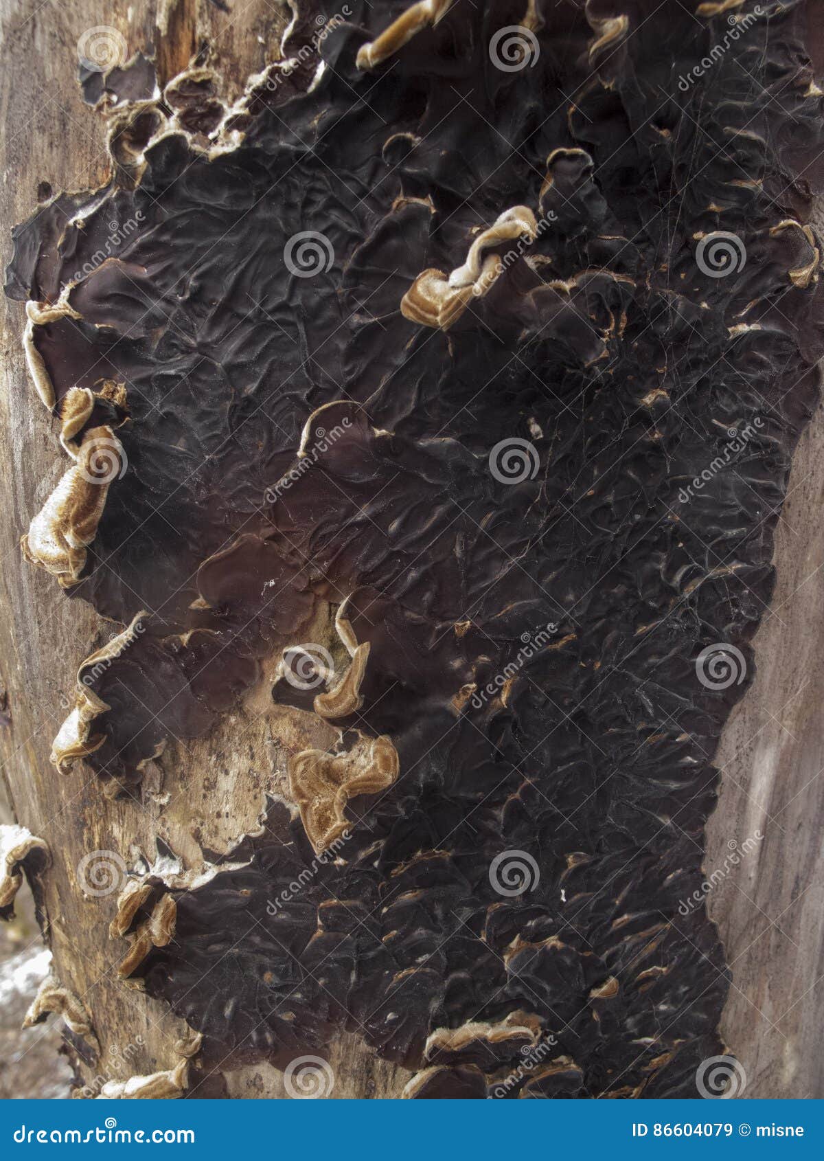 Dead tree wood texture stock image. Image of logs, dried - 86604079