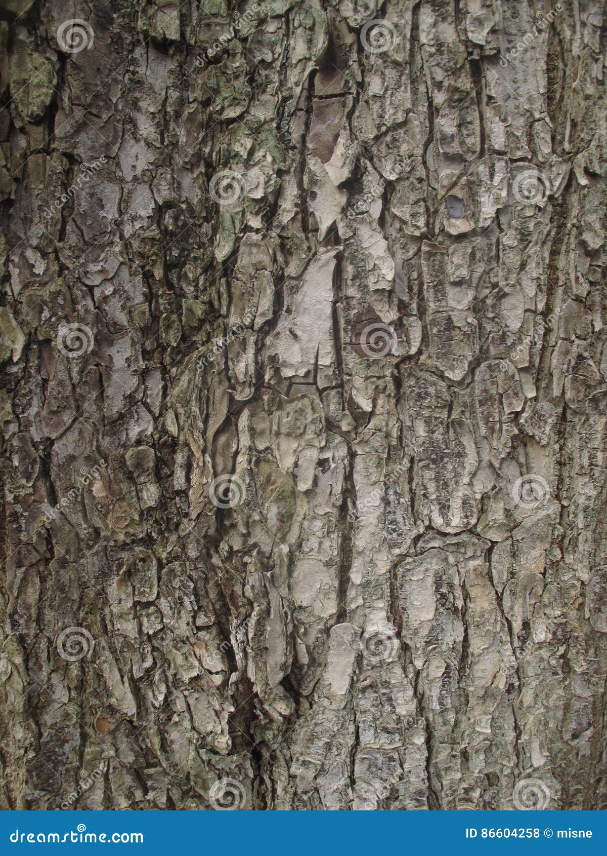 Dead tree wood texture stock photo. Image of backdrop - 86604258