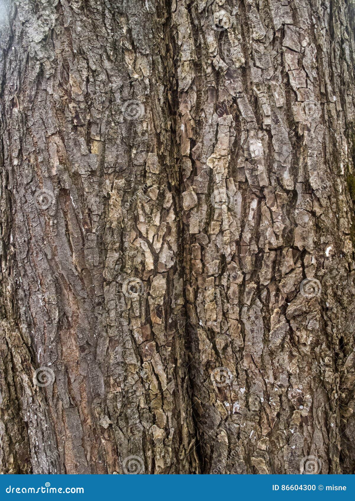 Dead tree wood texture stock photo. Image of bugs, frame - 86604300
