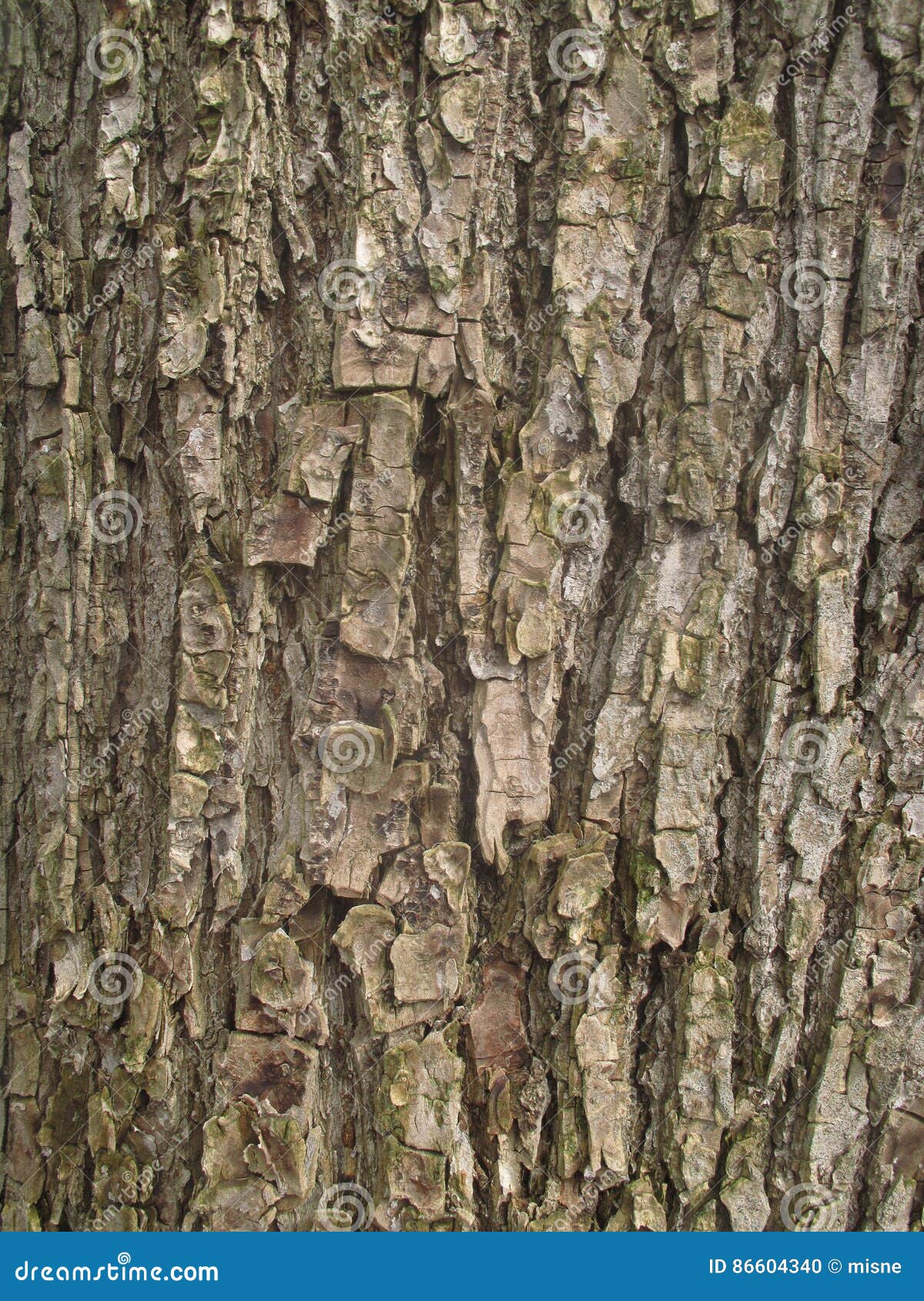 Dead Tree Wood Texture Royalty-Free Stock Image | CartoonDealer.com ...