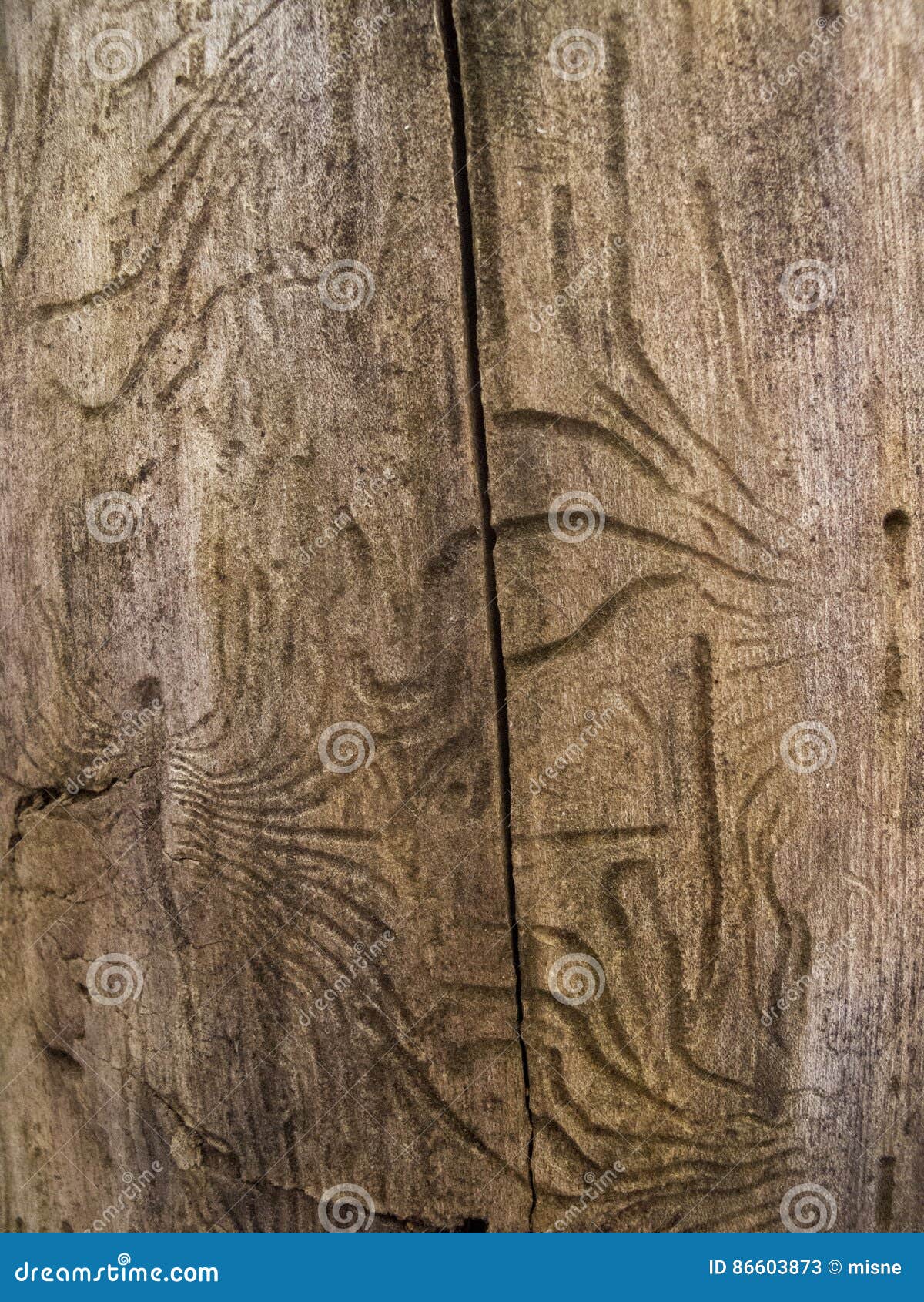 Dead tree wood texture stock image. Image of abstract - 86603873