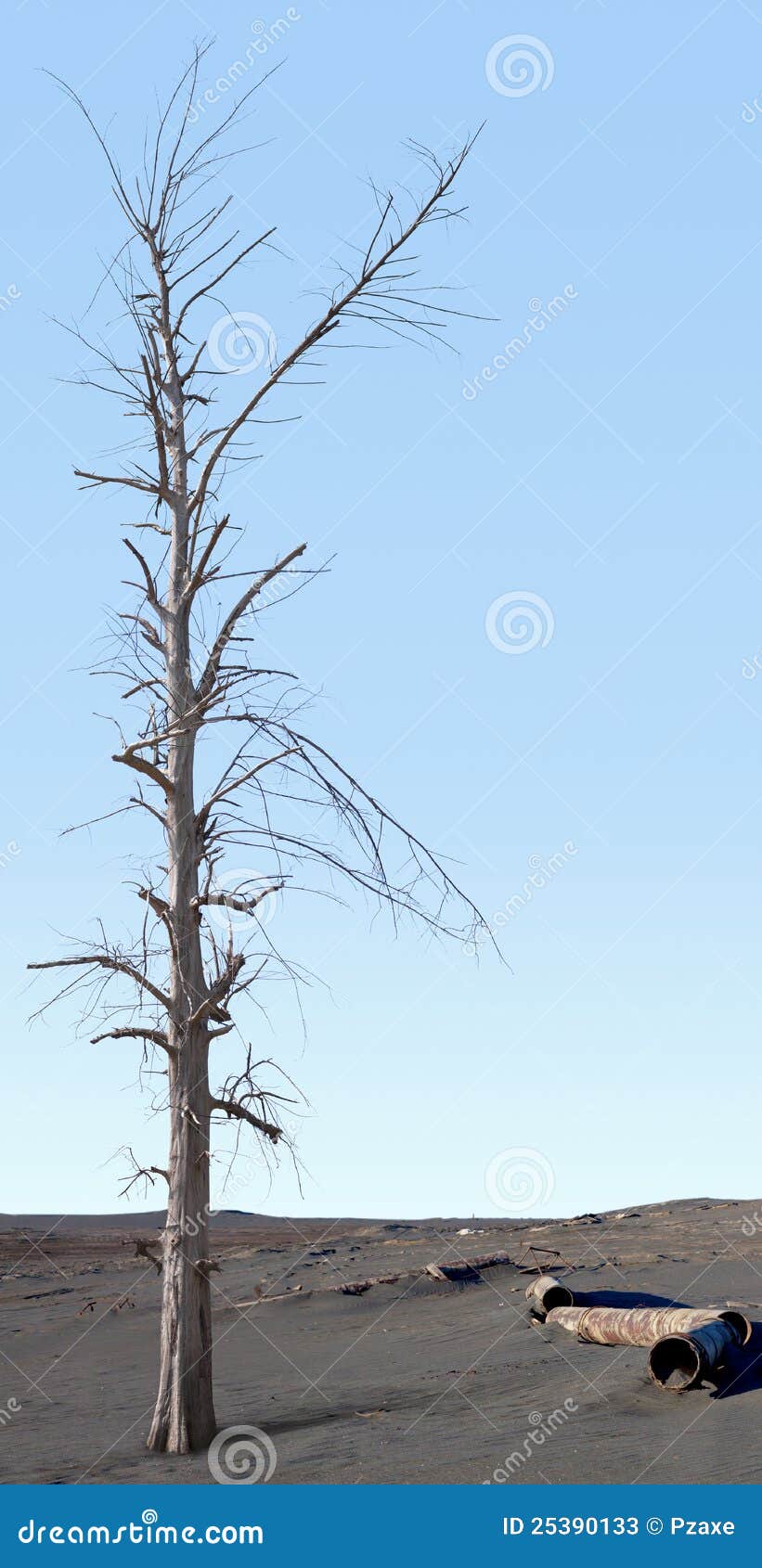 Dead Tree in the Zone of Ecological Disaster Stock Image - Image of ...