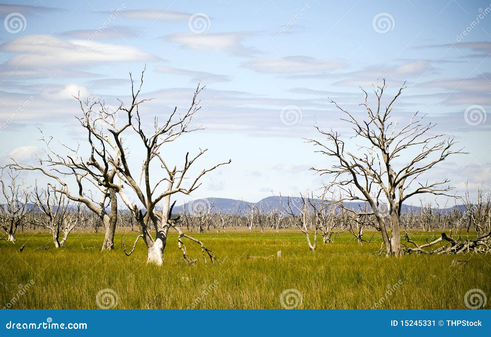 Dead Trees stock image. Image of daylight, victoria, environment - 15245331